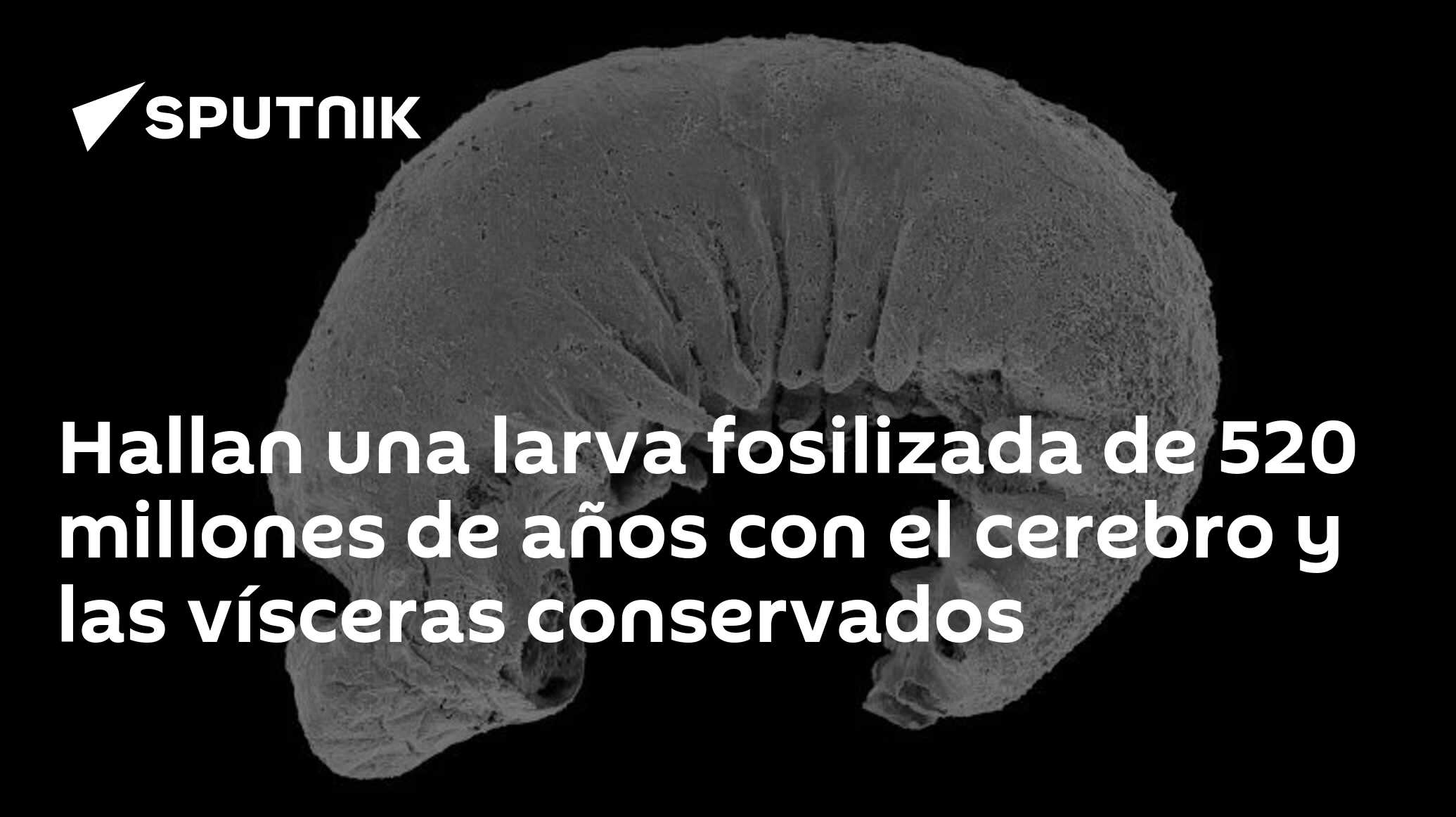 Hallan una larva fosilizada de 520 millones de años con el cerebro y ...