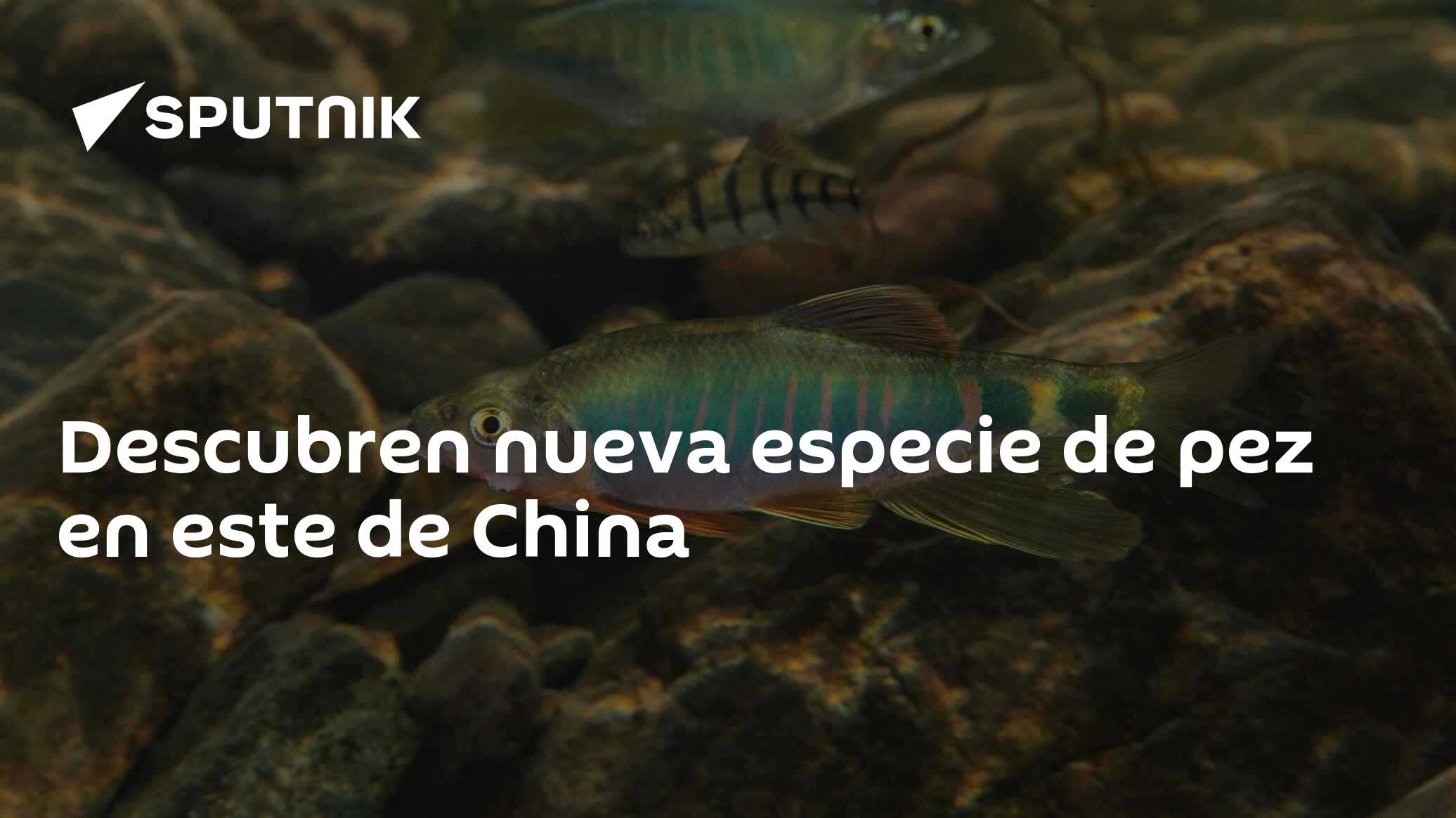 Descubren nueva especie de pez en este de China - 04.10.2024, Sputnik Mundo