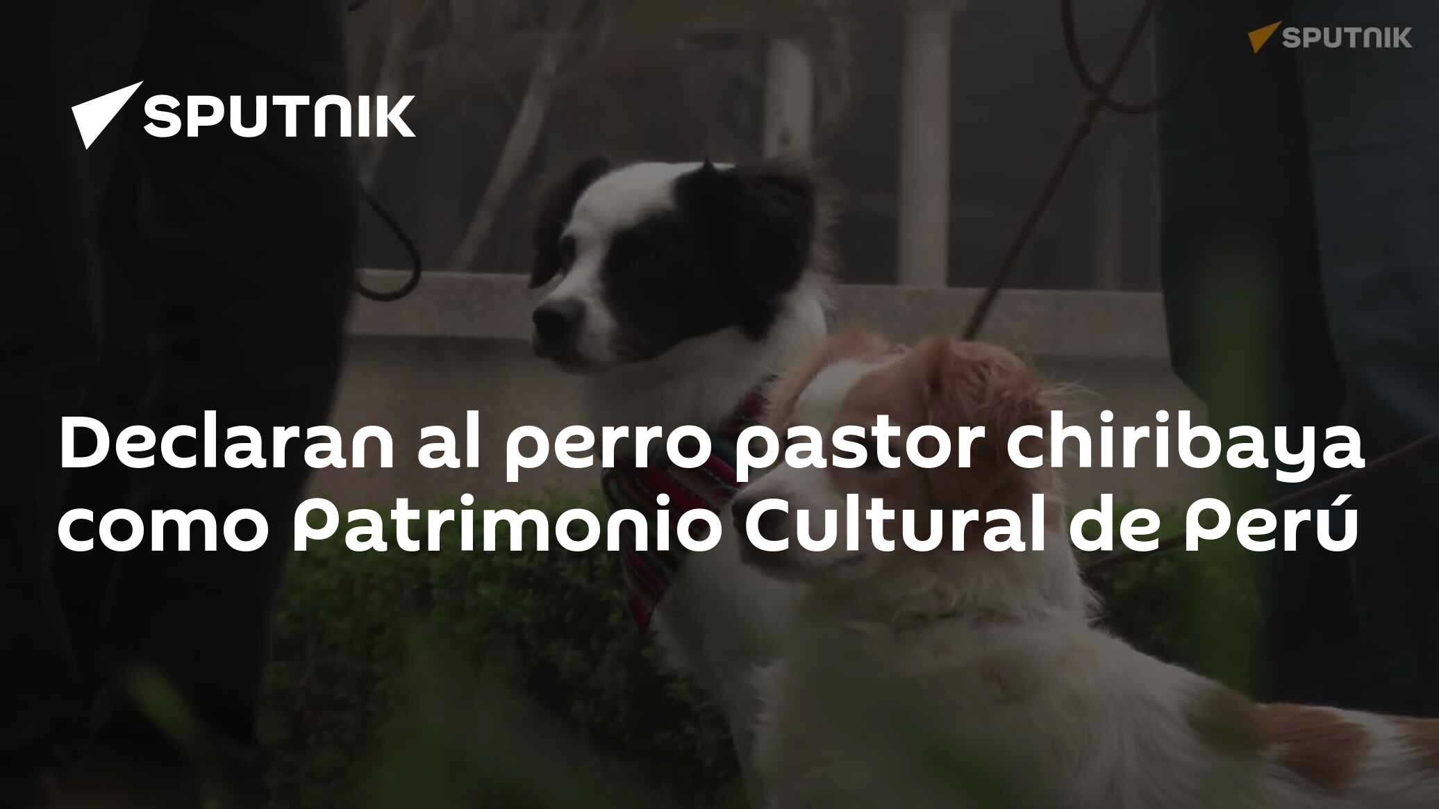 Declaran al perro pastor chiribaya como Patrimonio Cultural de Perú ...