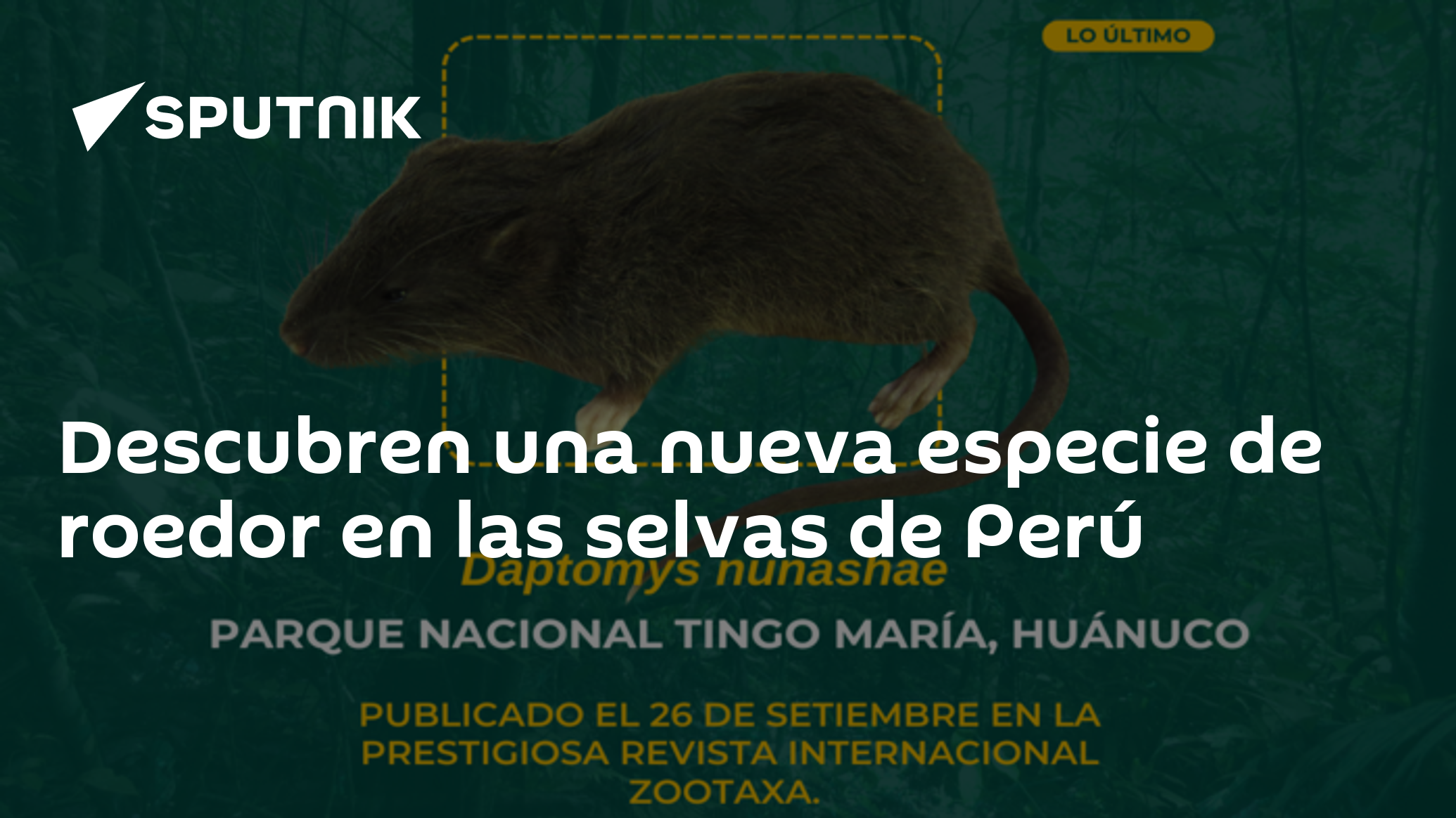 Descubren una nueva especie de roedor en las selvas de Perú - 28.09. ...