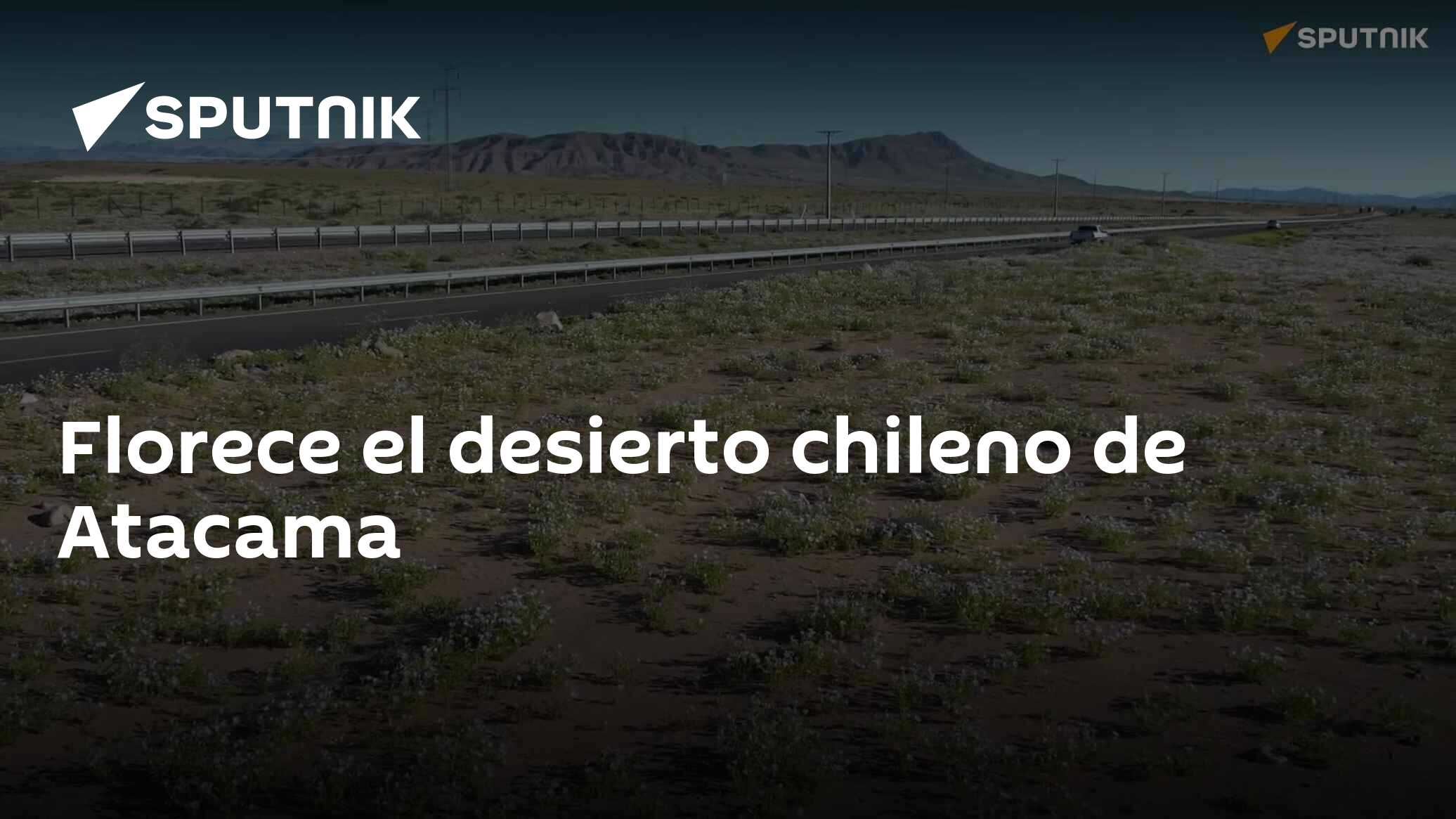 Florece el desierto chileno de Atacama - 06.10.2025, Sputnik Mundo