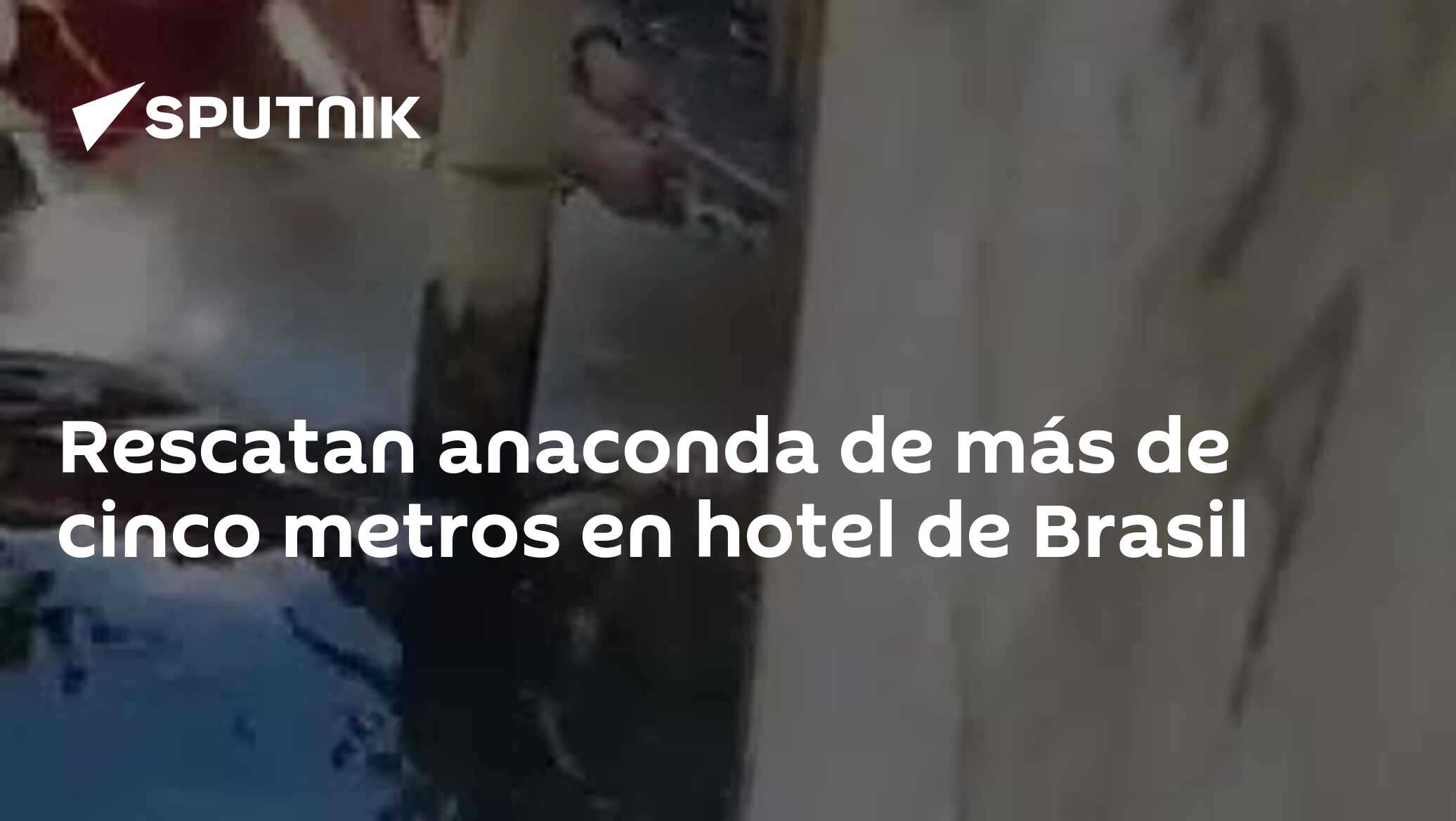 Rescatan anaconda de más de cinco metros en hotel de Brasil - 14.10. ...