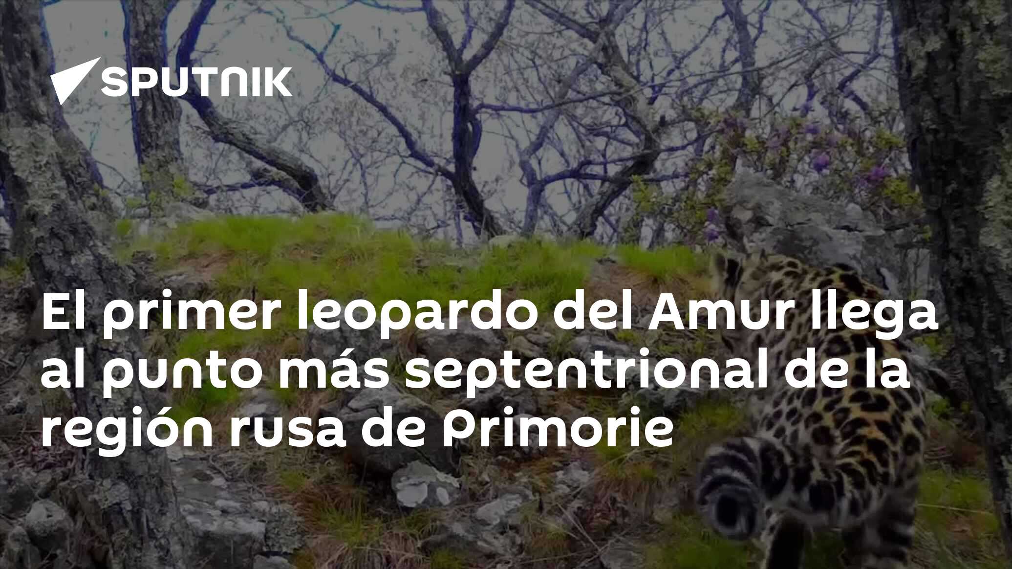 El primer leopardo del Amur llega al punto más septentrional de la ...