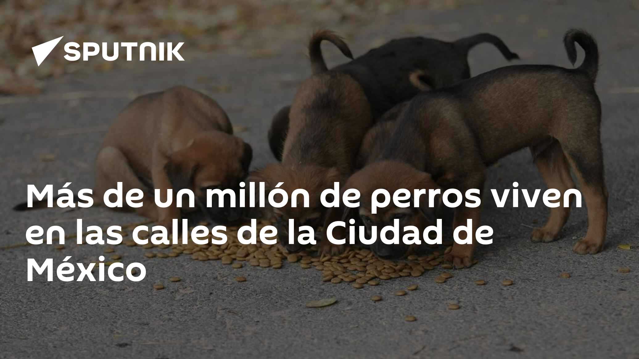 Más de un millón de perros viven en las calles de la Ciudad de México ...