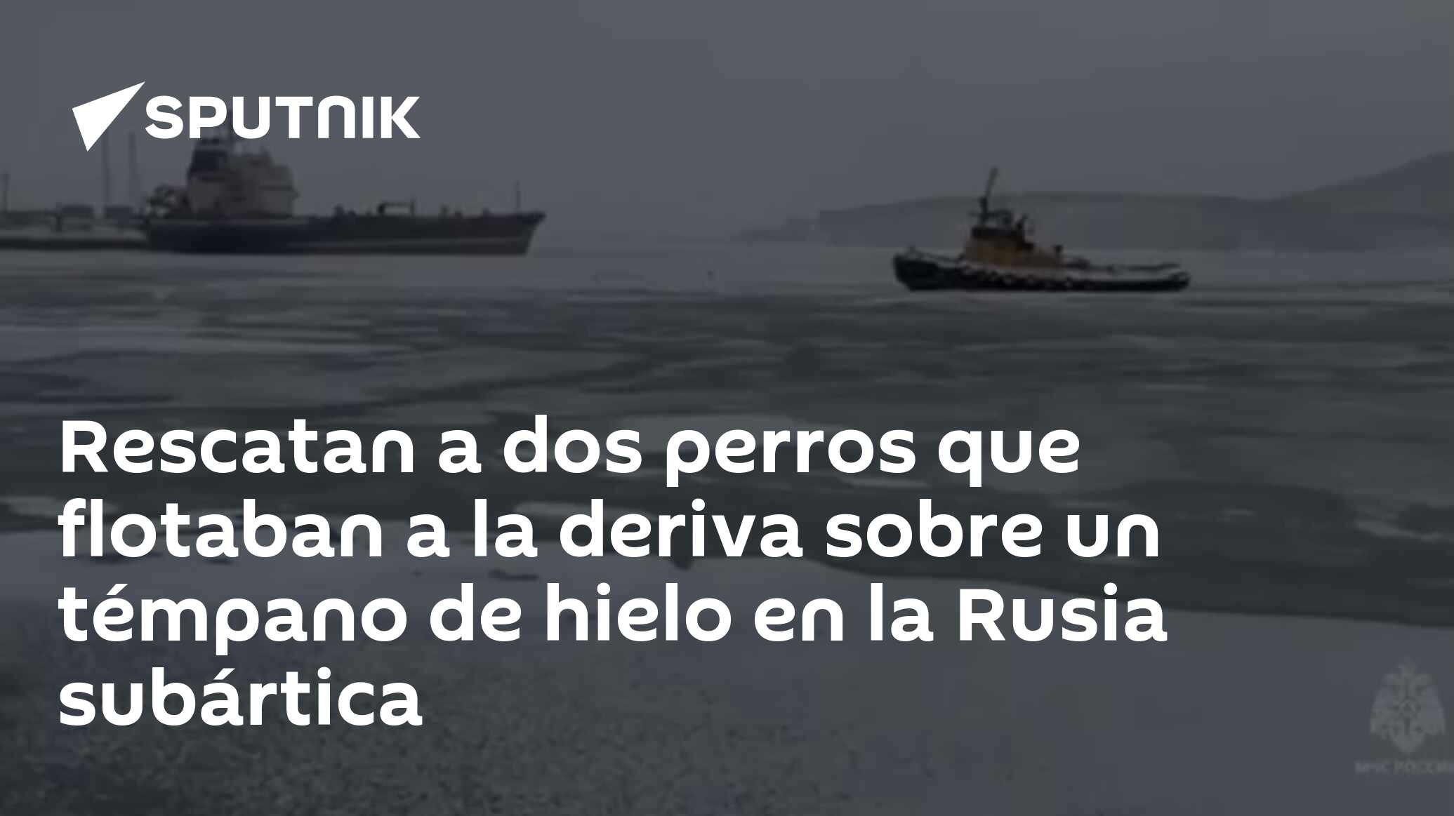 Rescatan a dos perros que flotaban a la deriva sobre un témpano de ...