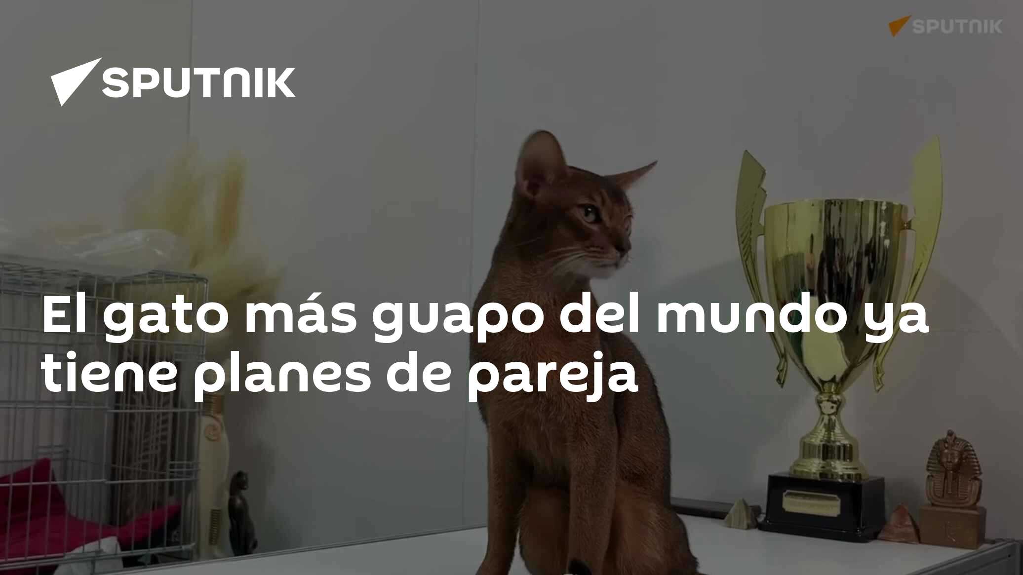 El gato más guapo del mundo ya tiene planes de pareja - 15.02.2026 ...