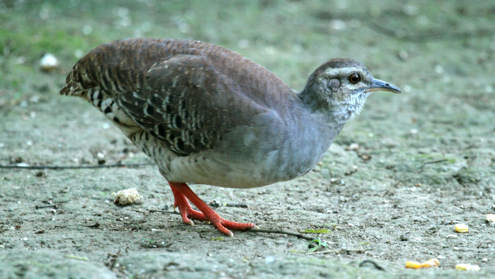 El graznido de un pájaro causa polémica en plena campaña electoral de ...