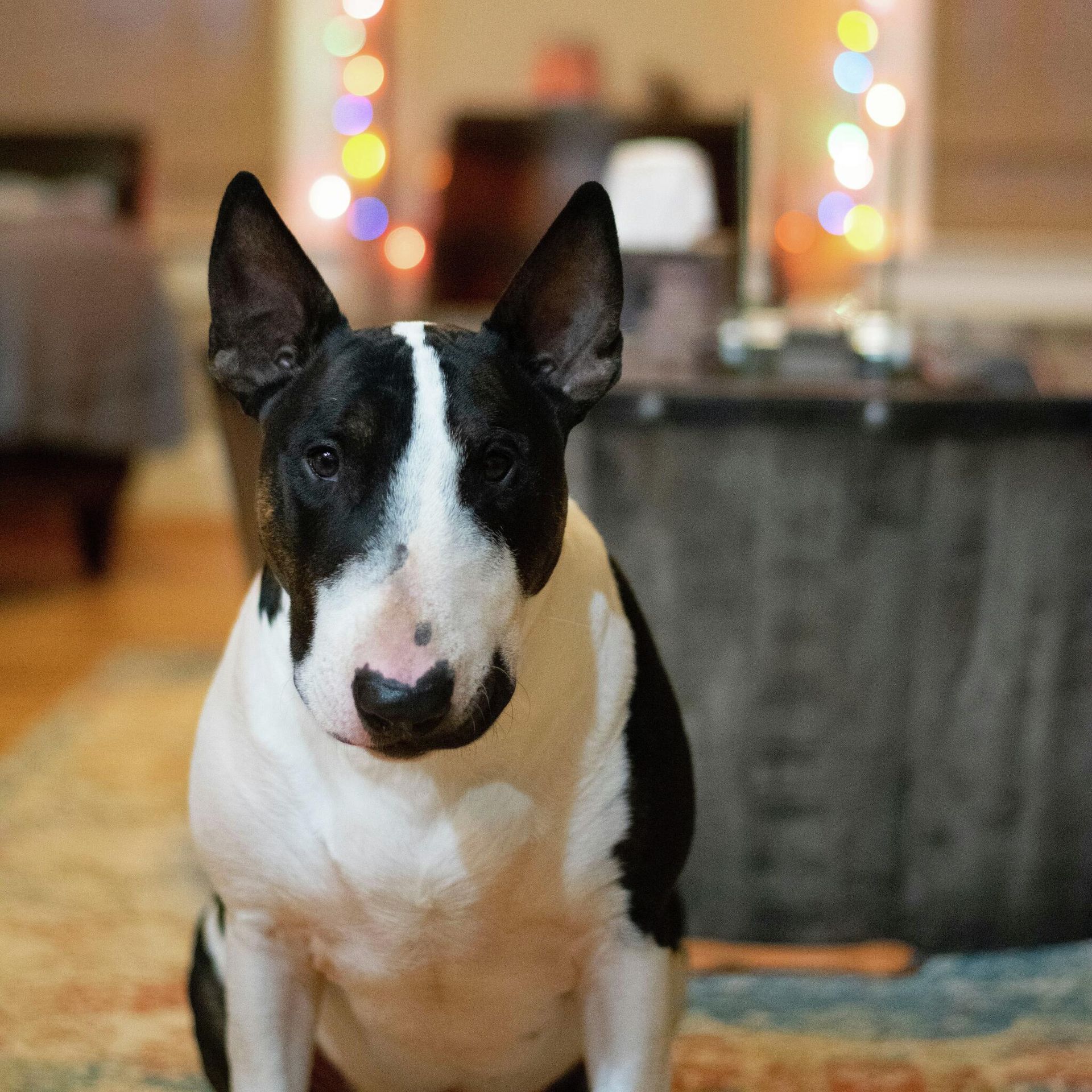 Fotos: un perro se hace viral en las redes por su bigote 'humano' - 31. ...