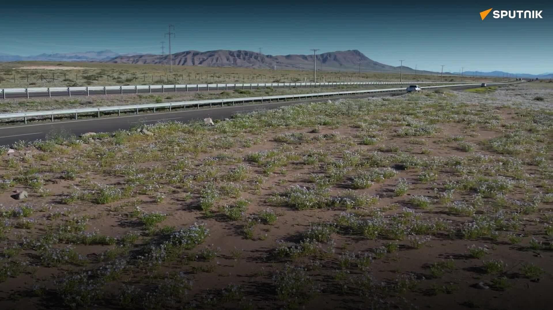 Florece el desierto chileno de Atacama - 06.10.2025, Sputnik Mundo