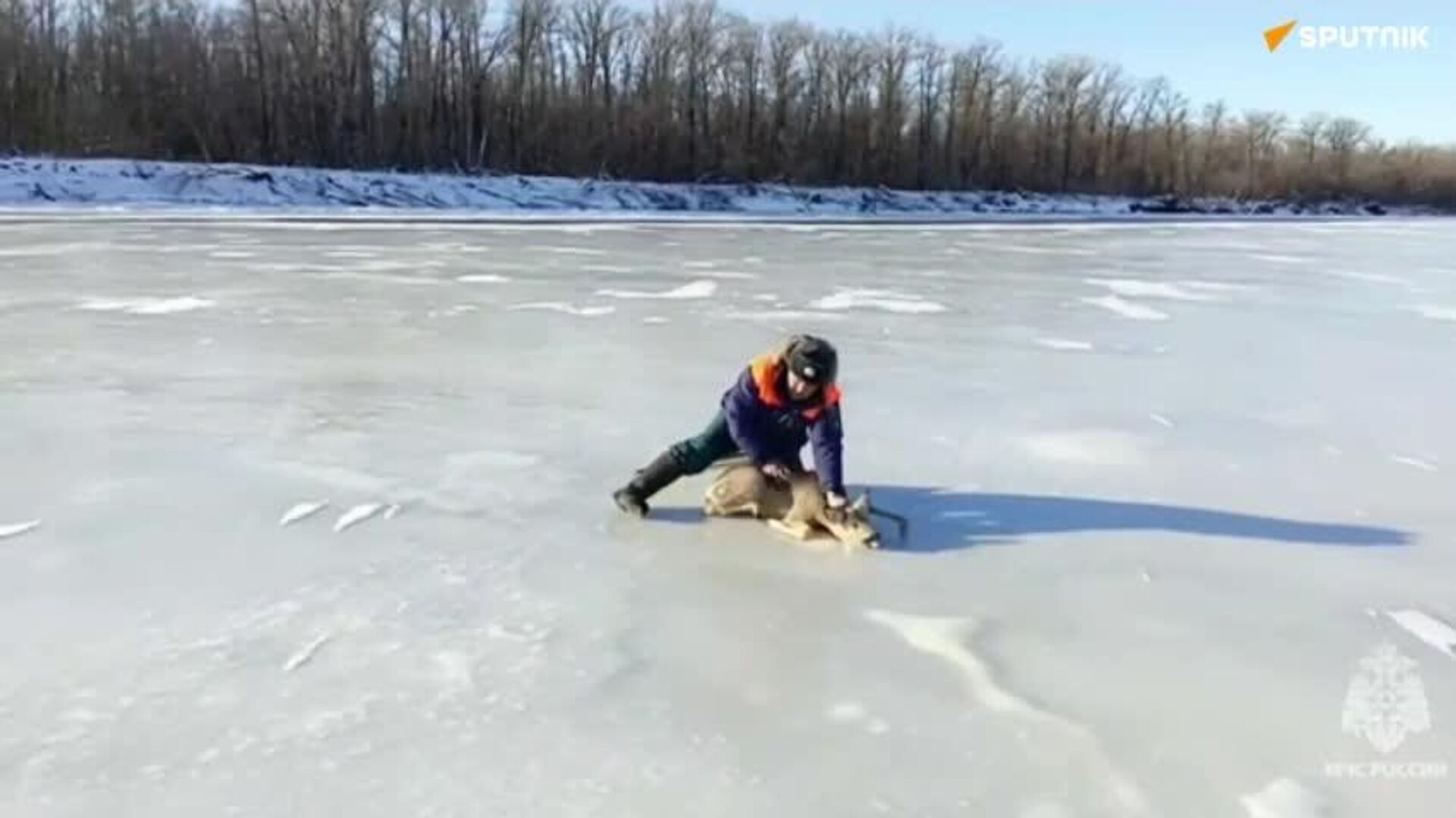 Socorro en el hielo: observa imágenes del rescate de un corzo en un río ...