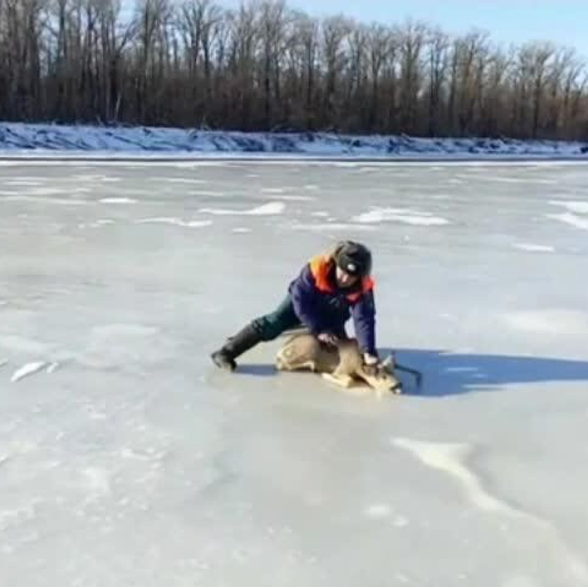 Socorro en el hielo: observa imágenes del rescate de un corzo en un río ...