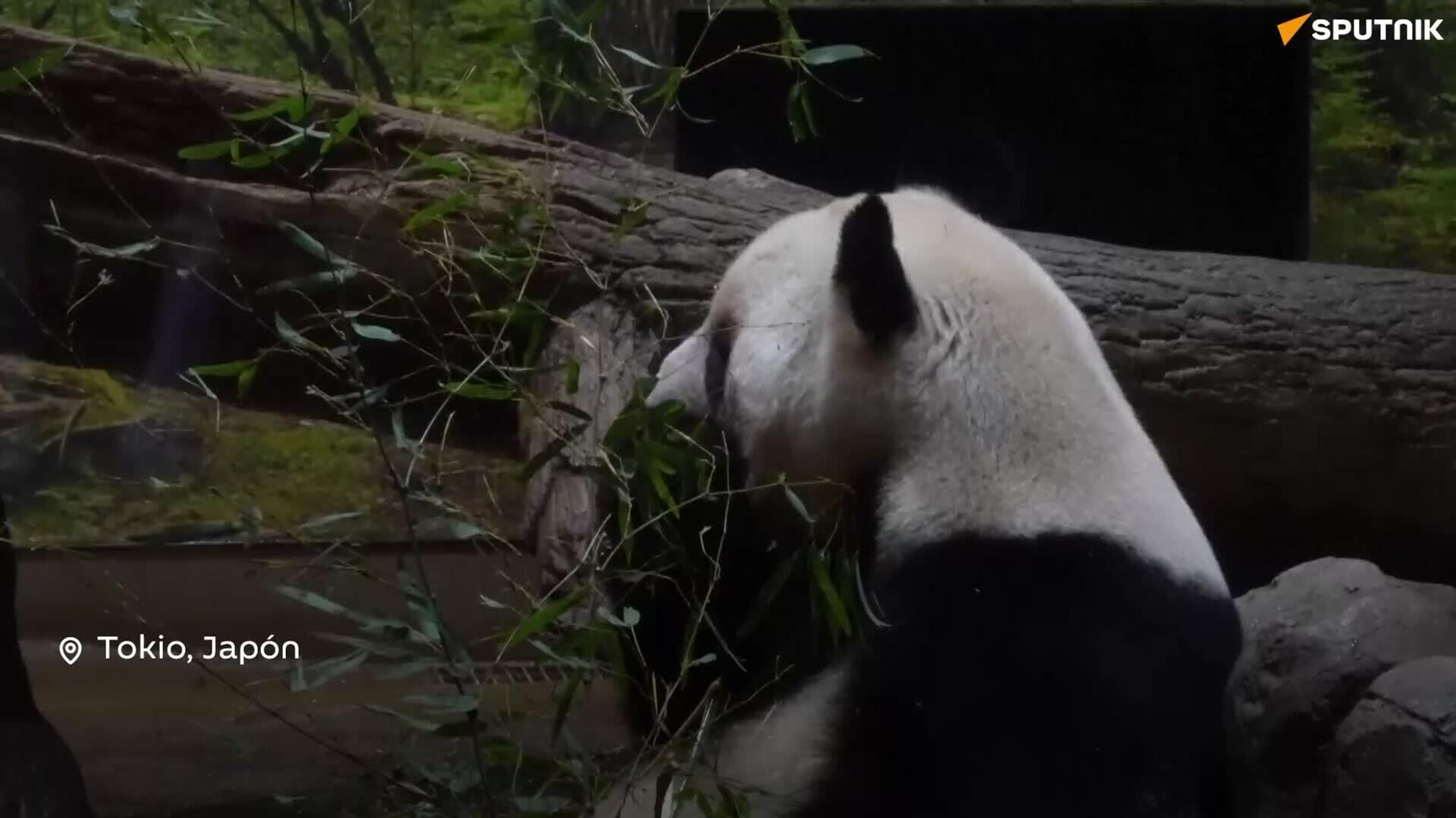 Se van los pandas: señal del deterioro entre Japón y China - 25.01.2026 ...